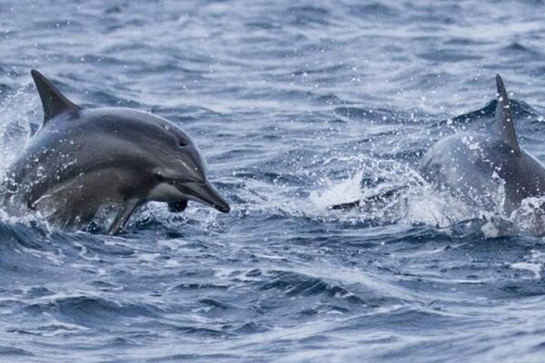 Whales and Dolphins Watching Mirissa – Trynova tours & travels | An ...